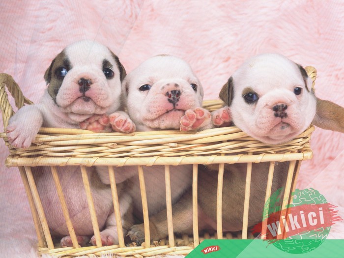 Hình nền con chó đẹp đáng yêu dễ thương nhất