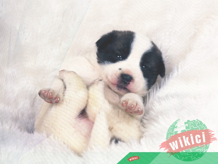 Hình nền con chó đẹp đáng yêu dễ thương nhất