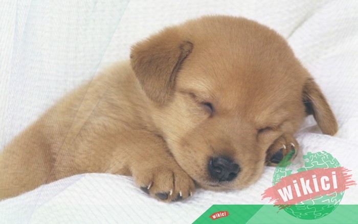 Hình nền con chó đẹp đáng yêu dễ thương nhất